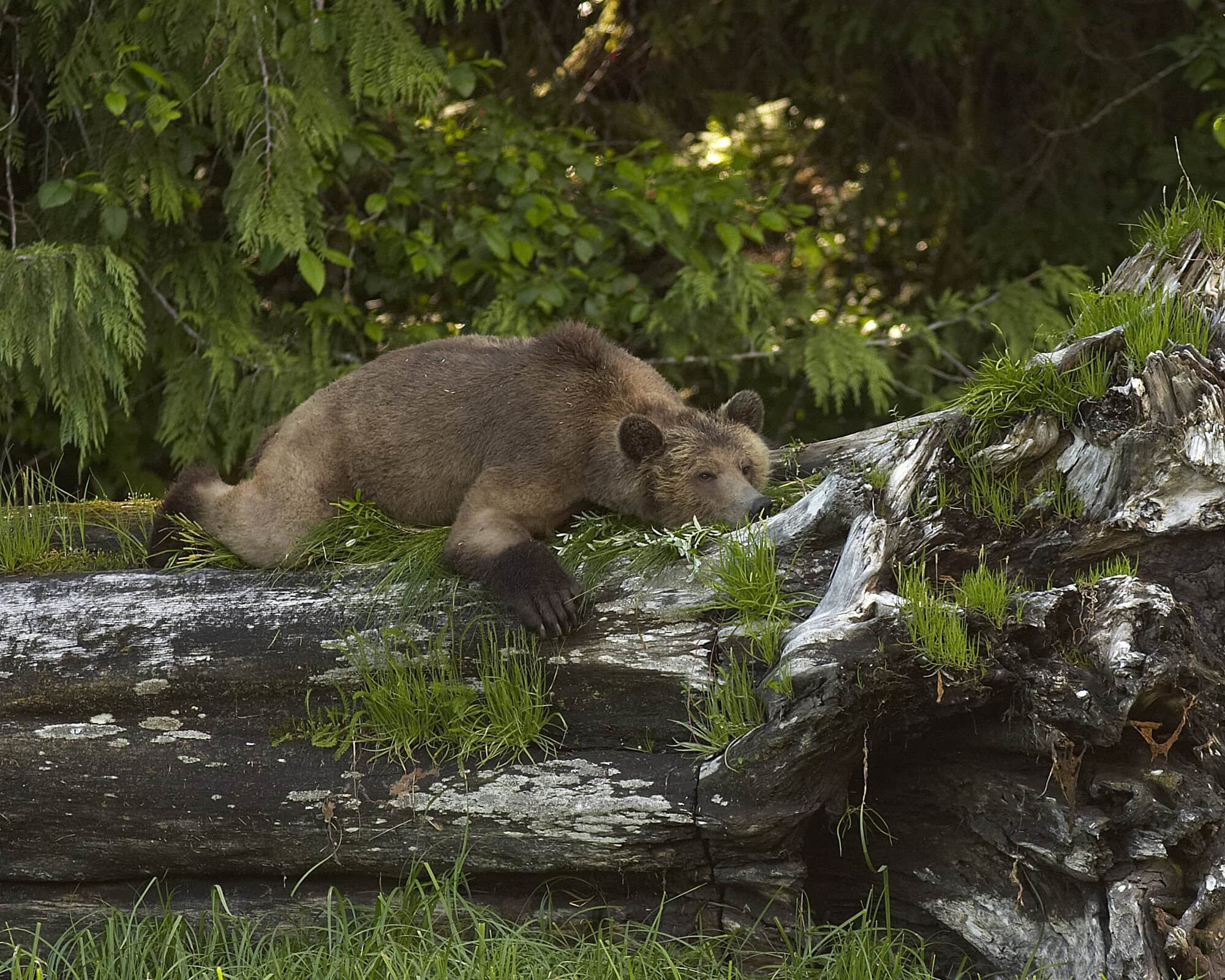 Wildlife of British Columbia - RB Collection - Luxury & Specialist ...
